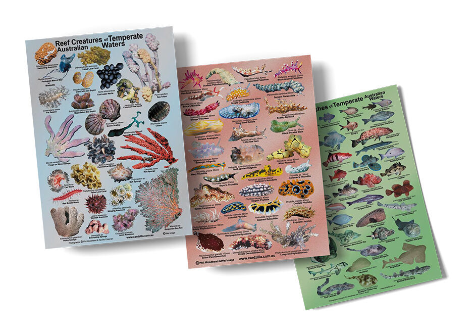 Customised Dive Products • Cardzilla